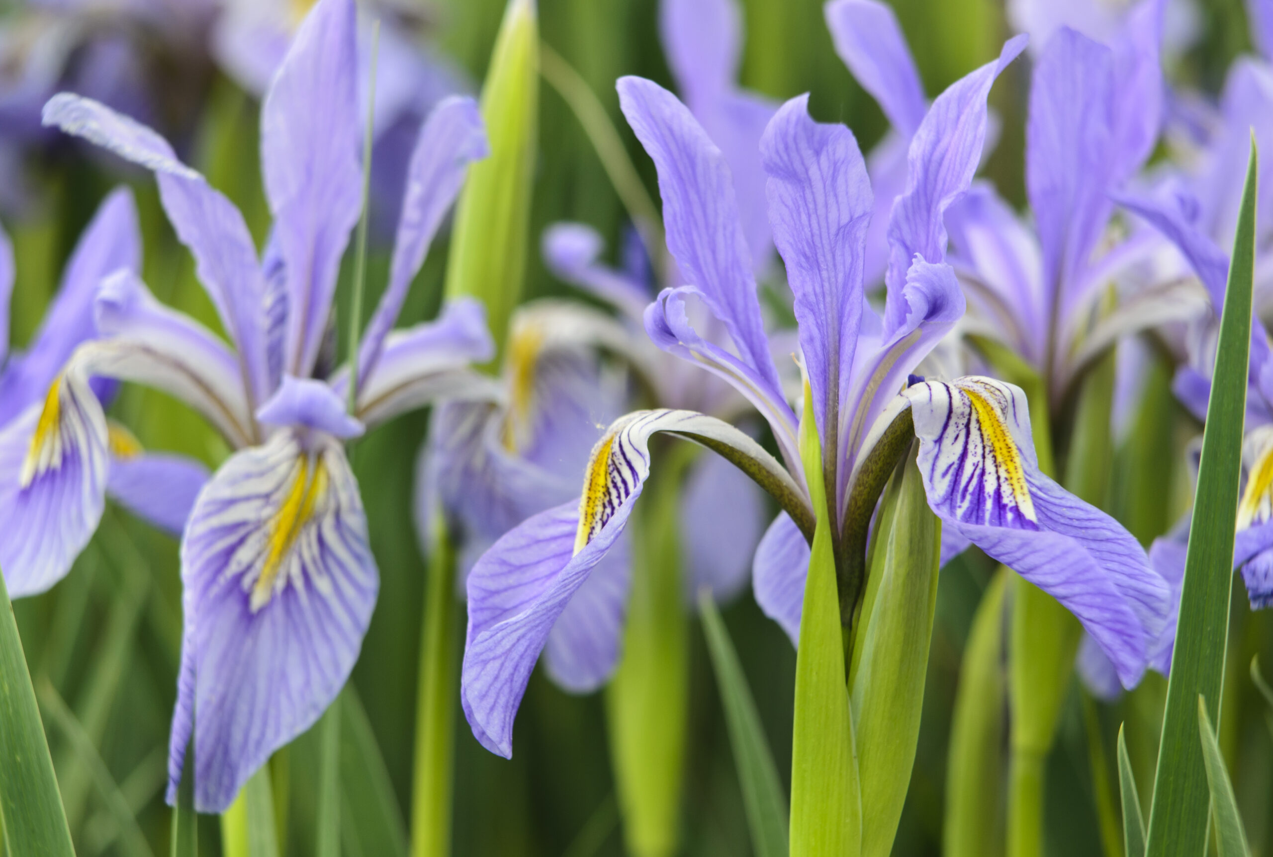 A Guide to Native Plants to Wisconsin to Have in Your Garden – PlanterPOTZ